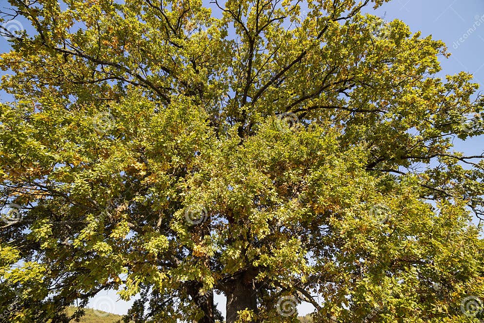 Huge Centennial Oak Tree on a Field Stock Image - Image of scenery ...