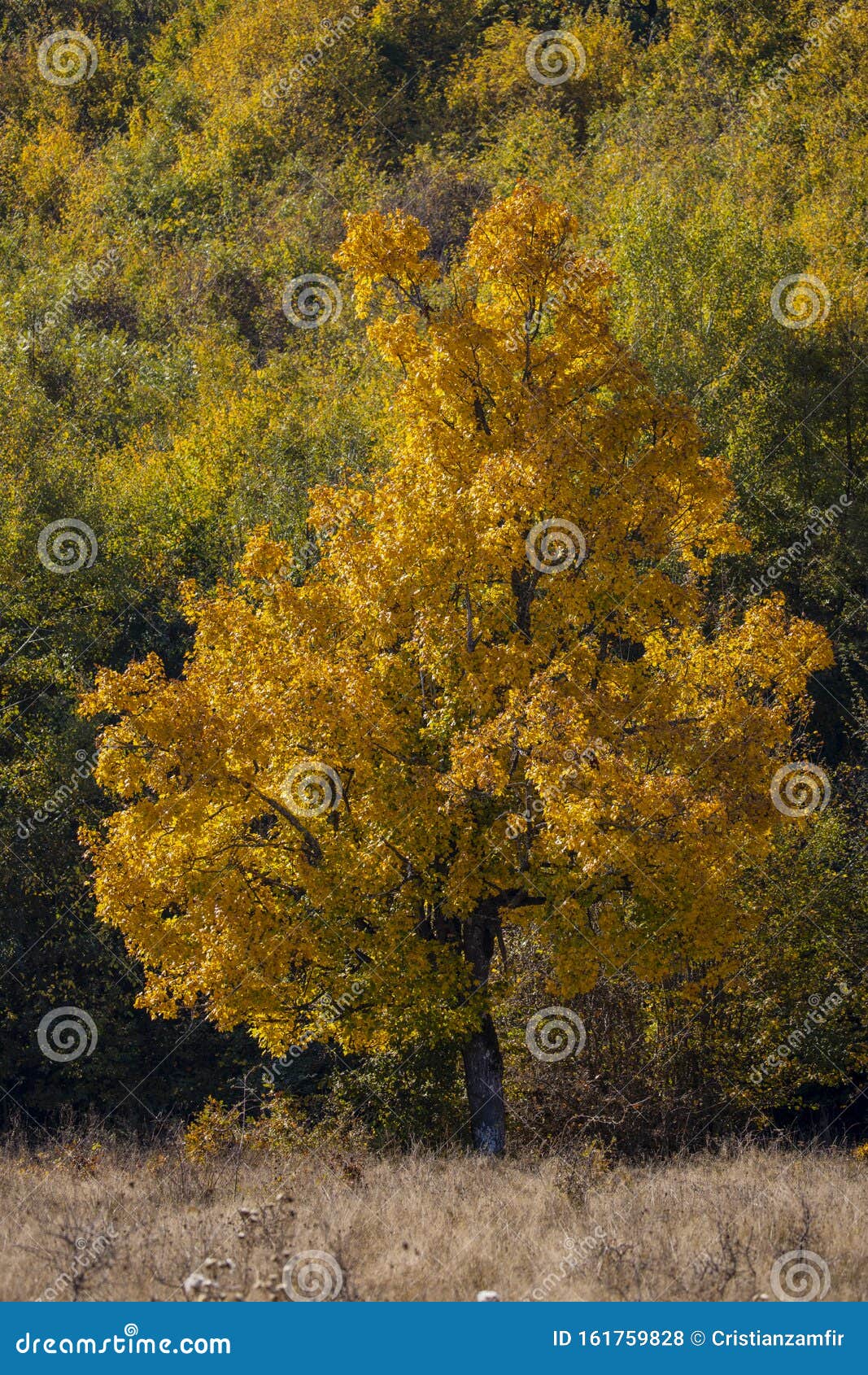 Huge Centennial Oak Tree on a Field Stock Photo - Image of foliage ...