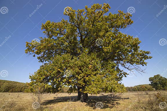 Huge Centennial Oak Tree on a Field Stock Photo - Image of branch ...