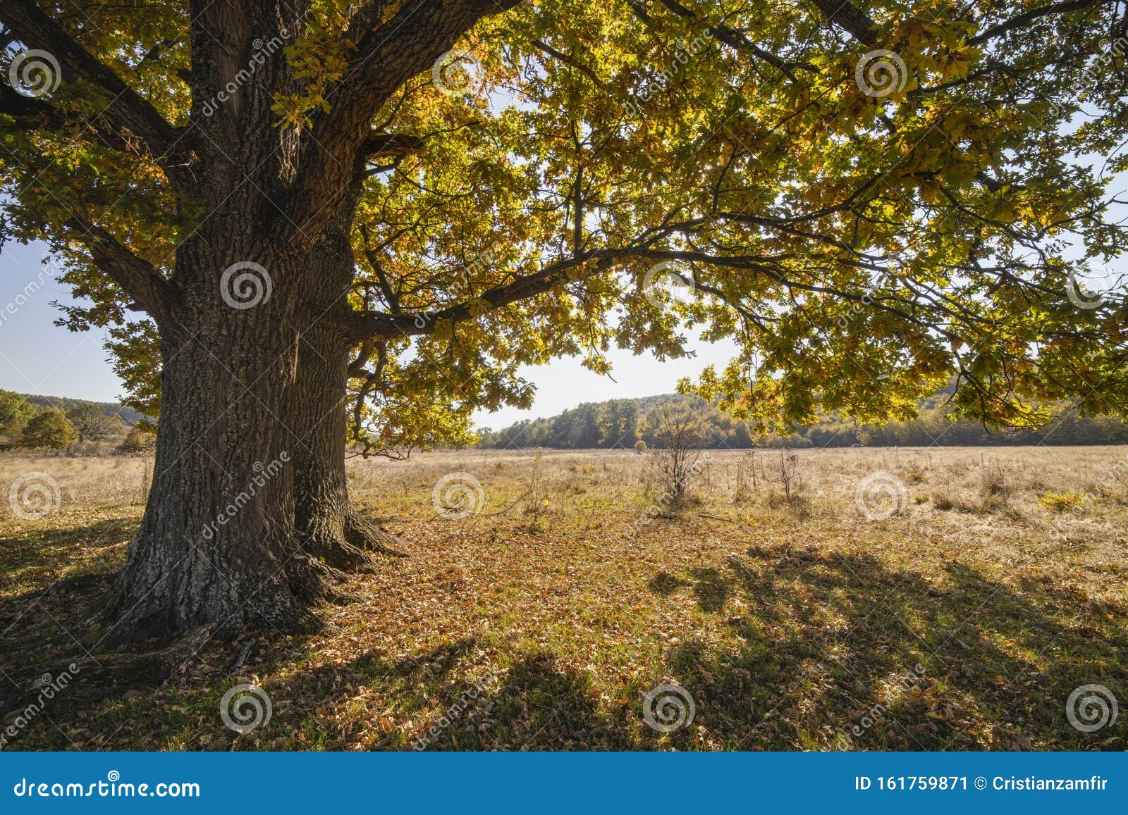Huge Centennial Oak Tree on a Field Stock Image - Image of mist, field ...