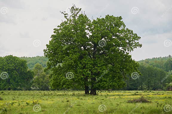Huge centennial oak stock image. Image of growth, environment - 279703073