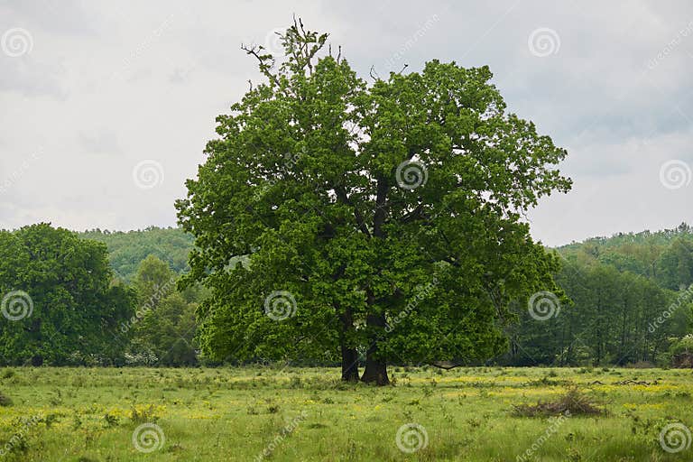 Huge centennial oak stock image. Image of growth, environment - 279703073