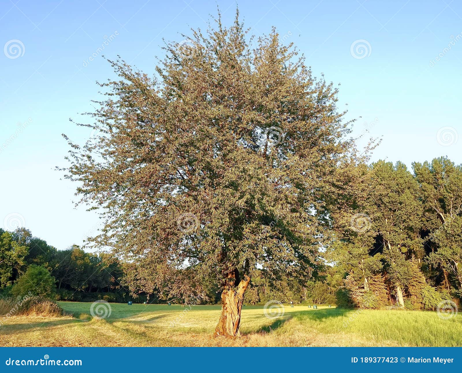 Big Cherry Tree on a Meadow Stock Image - Image of pick, nature: 189377423
