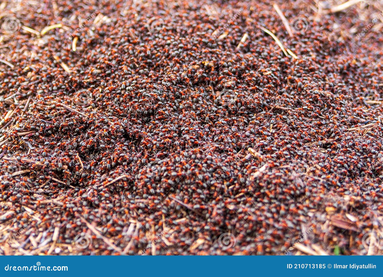 A Huge Cluster of Forest Ants Stock Image - Image of movement ...