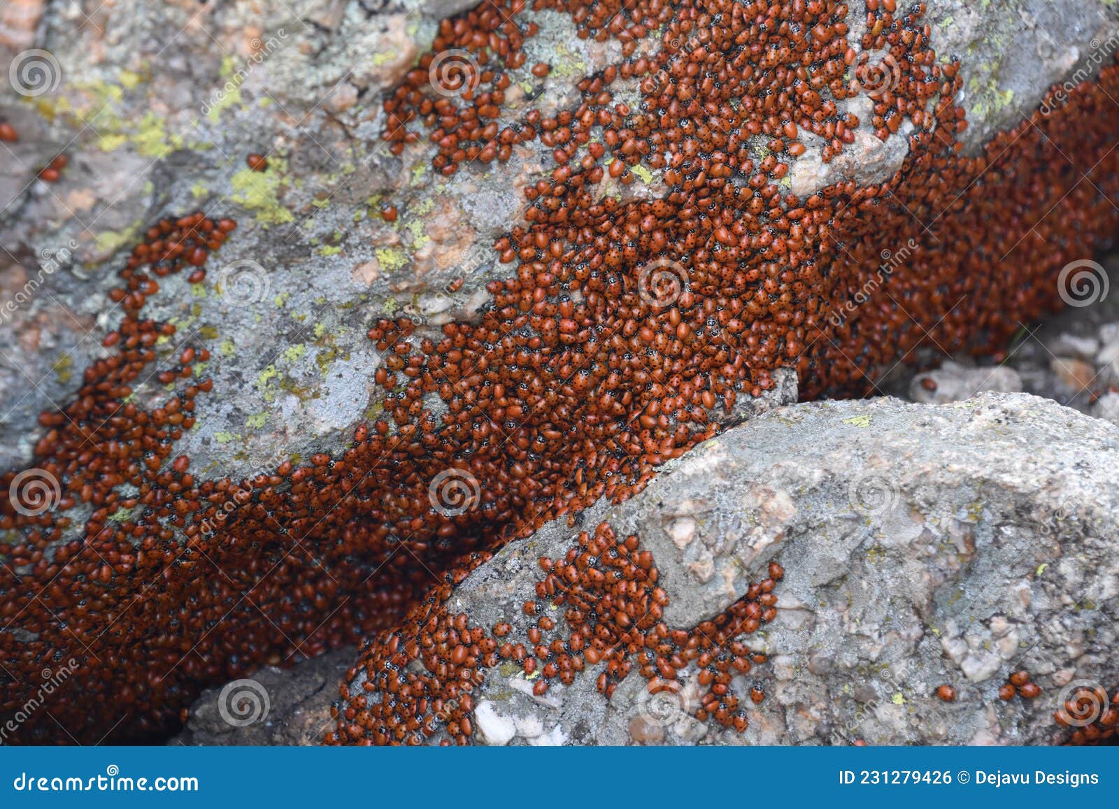 Cluster Of Ladybugs On A Fallen Leaf Royalty-Free Stock Photo ...