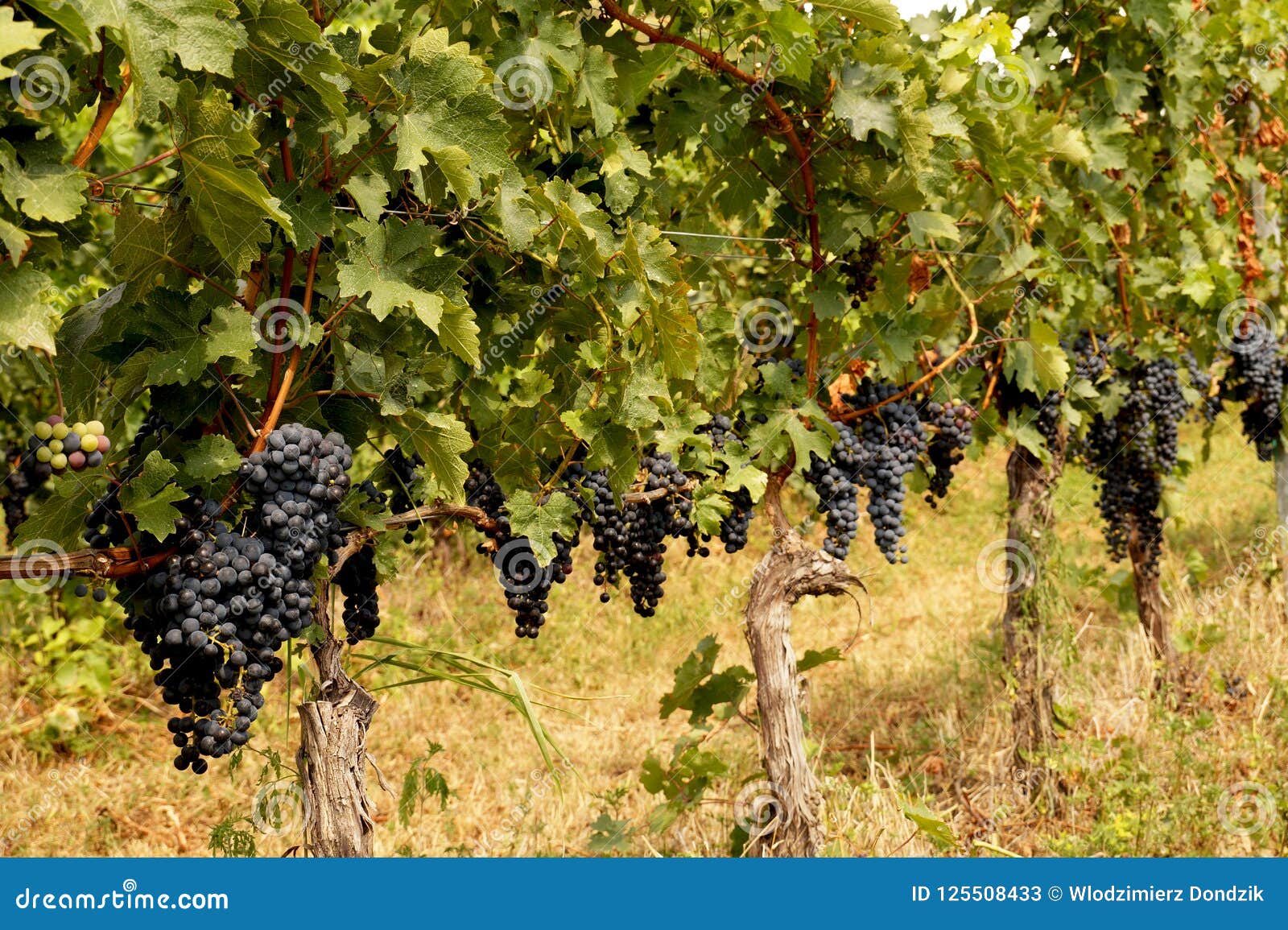 Huge Clusters of Grapes on Shrubs, Row of Plants in the Vineyard Stock ...
