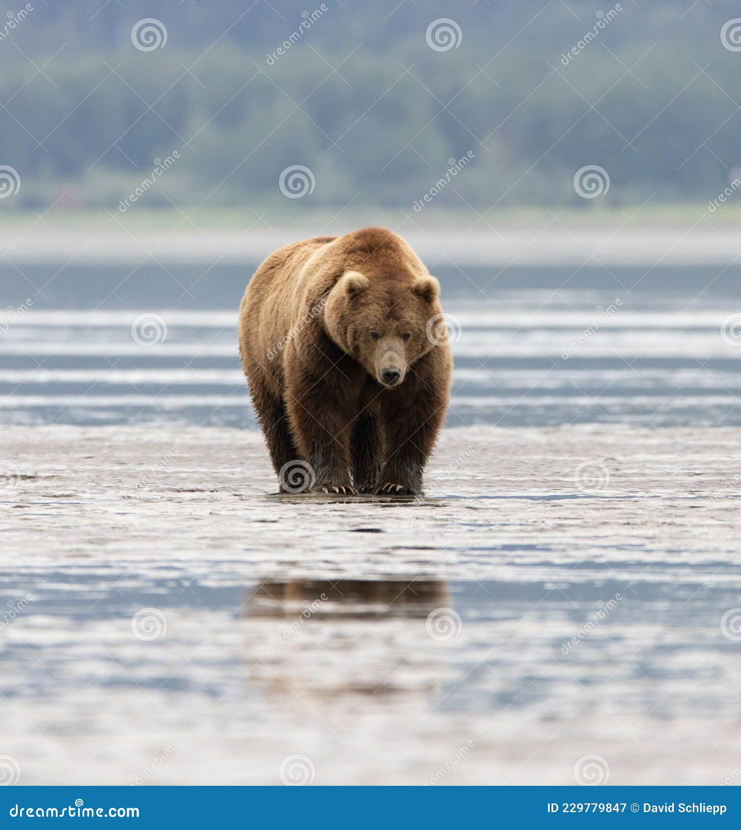 Huge Coastal Brown Bear Stare Down Stock Image - Image of hunt, coat ...