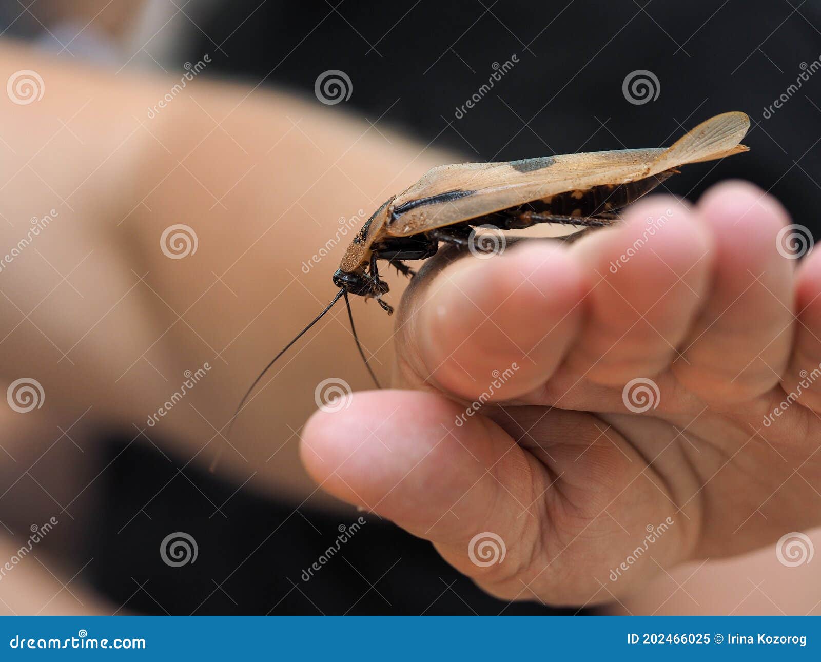 Huge Cockroach Blaberus on the Hand of Man Stock Image - Image of ...