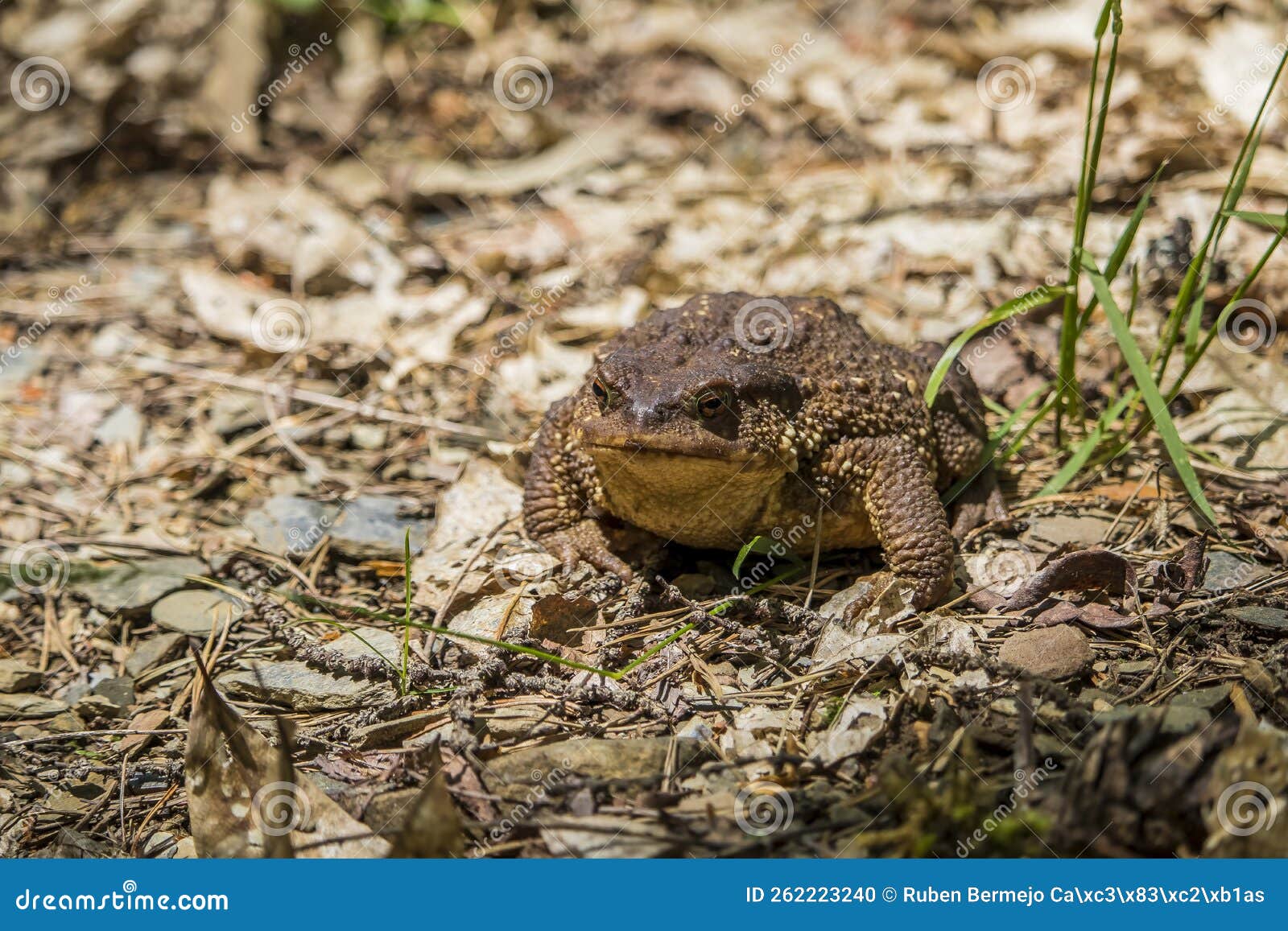 Huge Common Toad Stands Still on a Path Staring Stock Photo - Image of ...