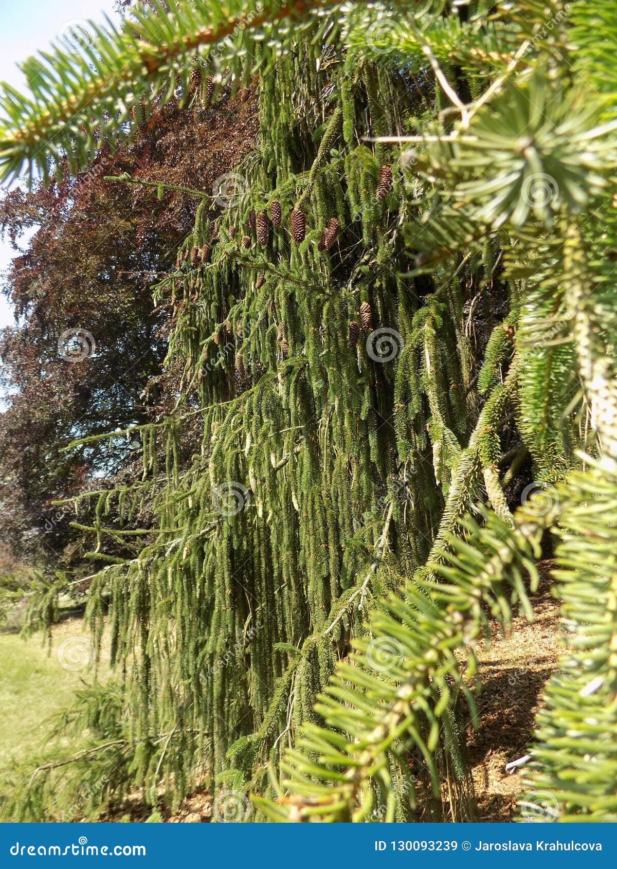 Huge Conifer Pine Tree stock image. Image of beautiful - 130093239