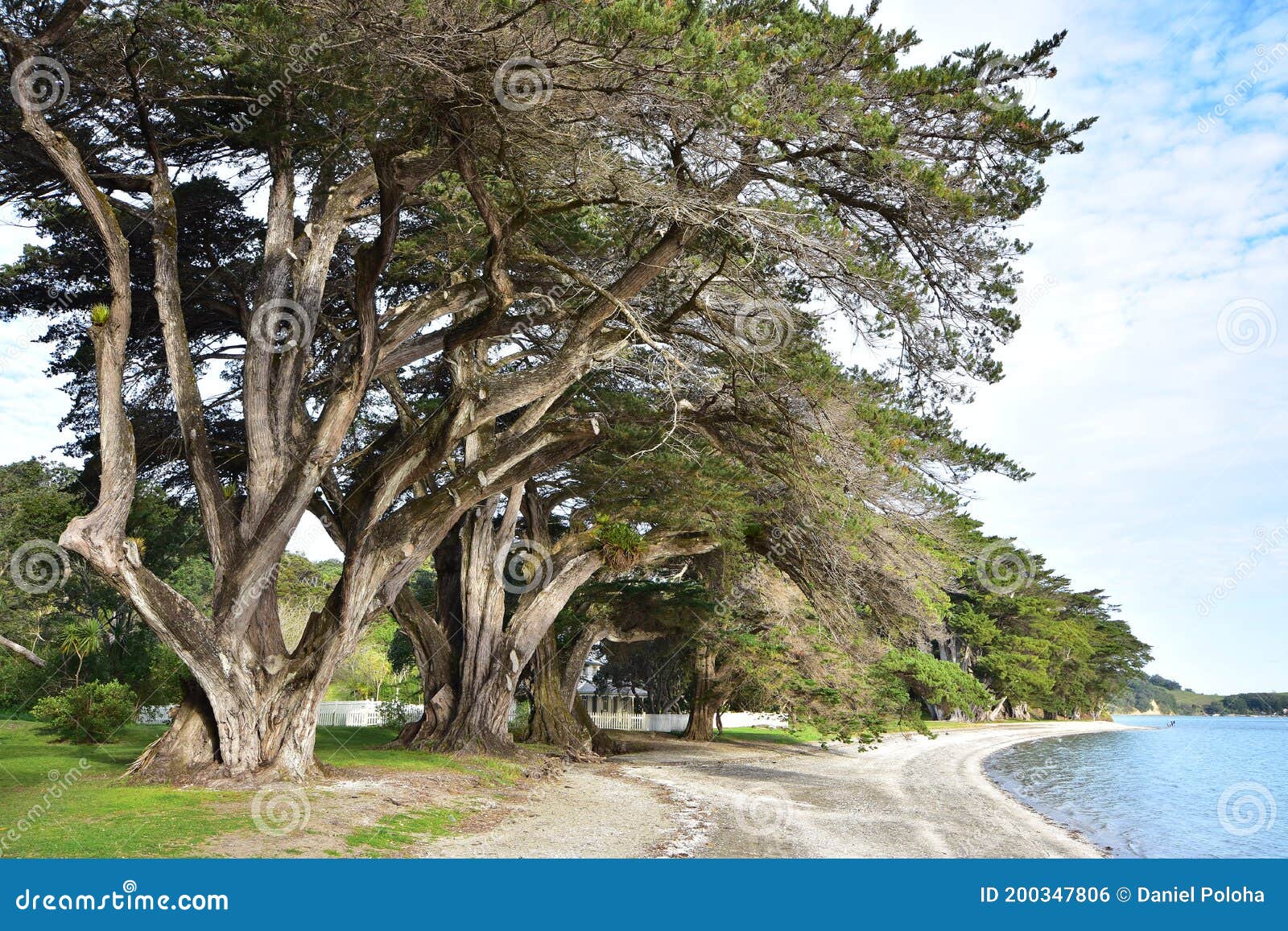 Huge Conifer Trees Along Sandy Bay Stock Photo - Image of scotts, grow ...