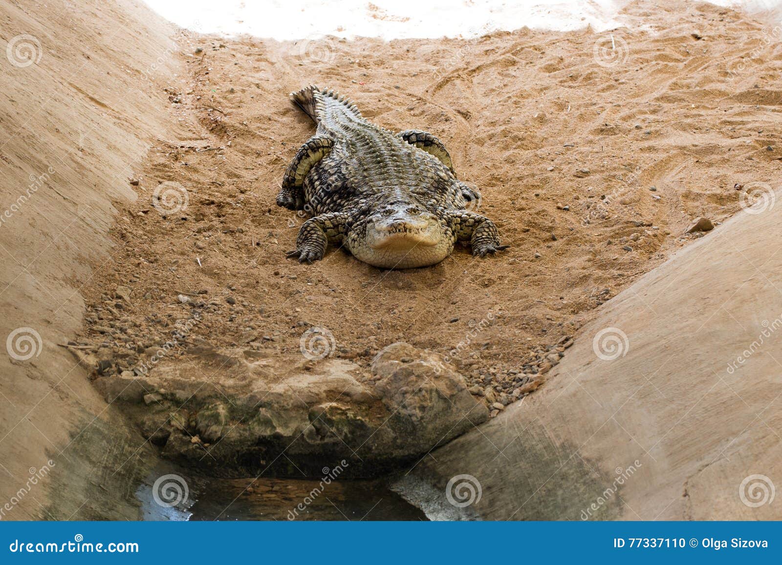Huge Crocodile Basking in the Sun Stock Photo - Image of nile, croc ...