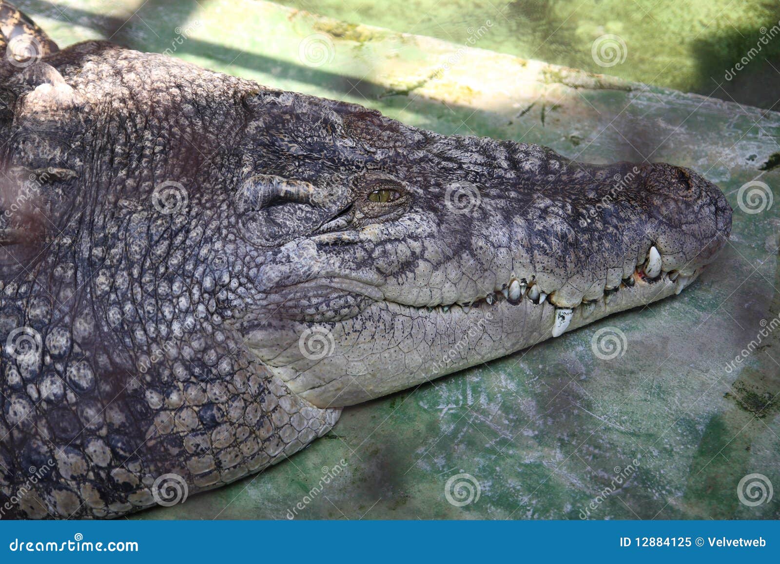 Huge crocodile detail stock image. Image of croc, bangkok - 12884125