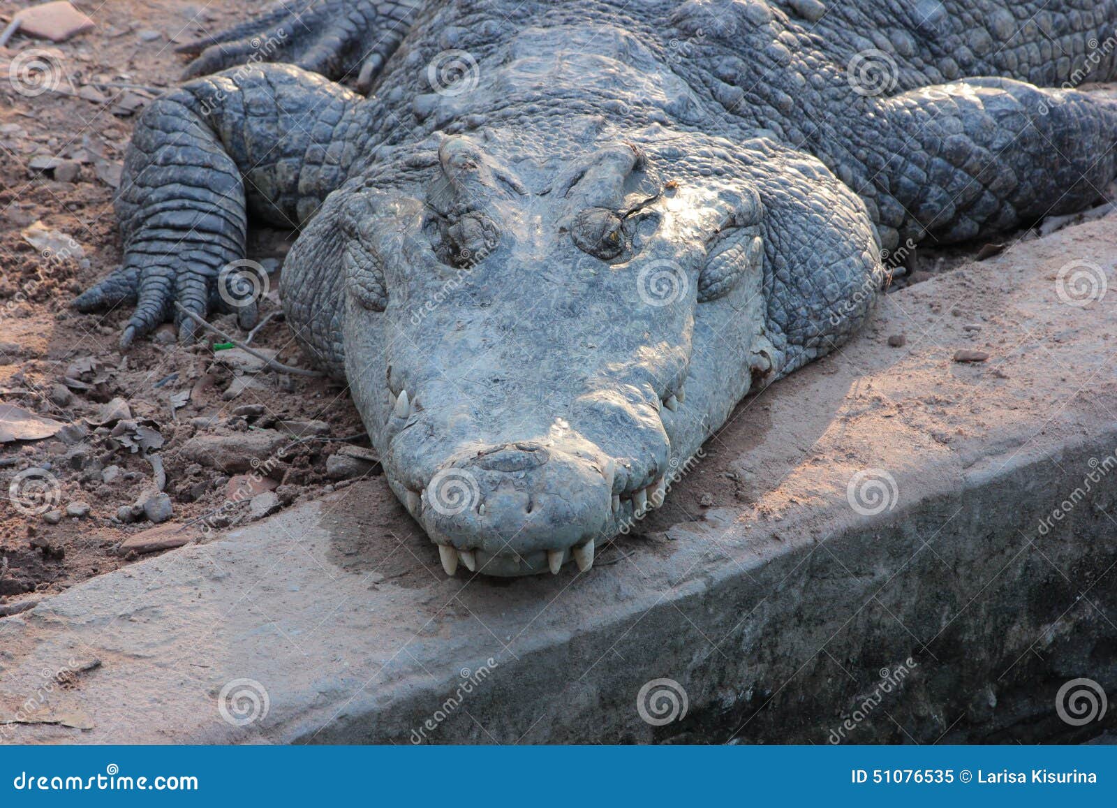 Huge Crocodile Lying on the Ground Stock Image - Image of huge ...