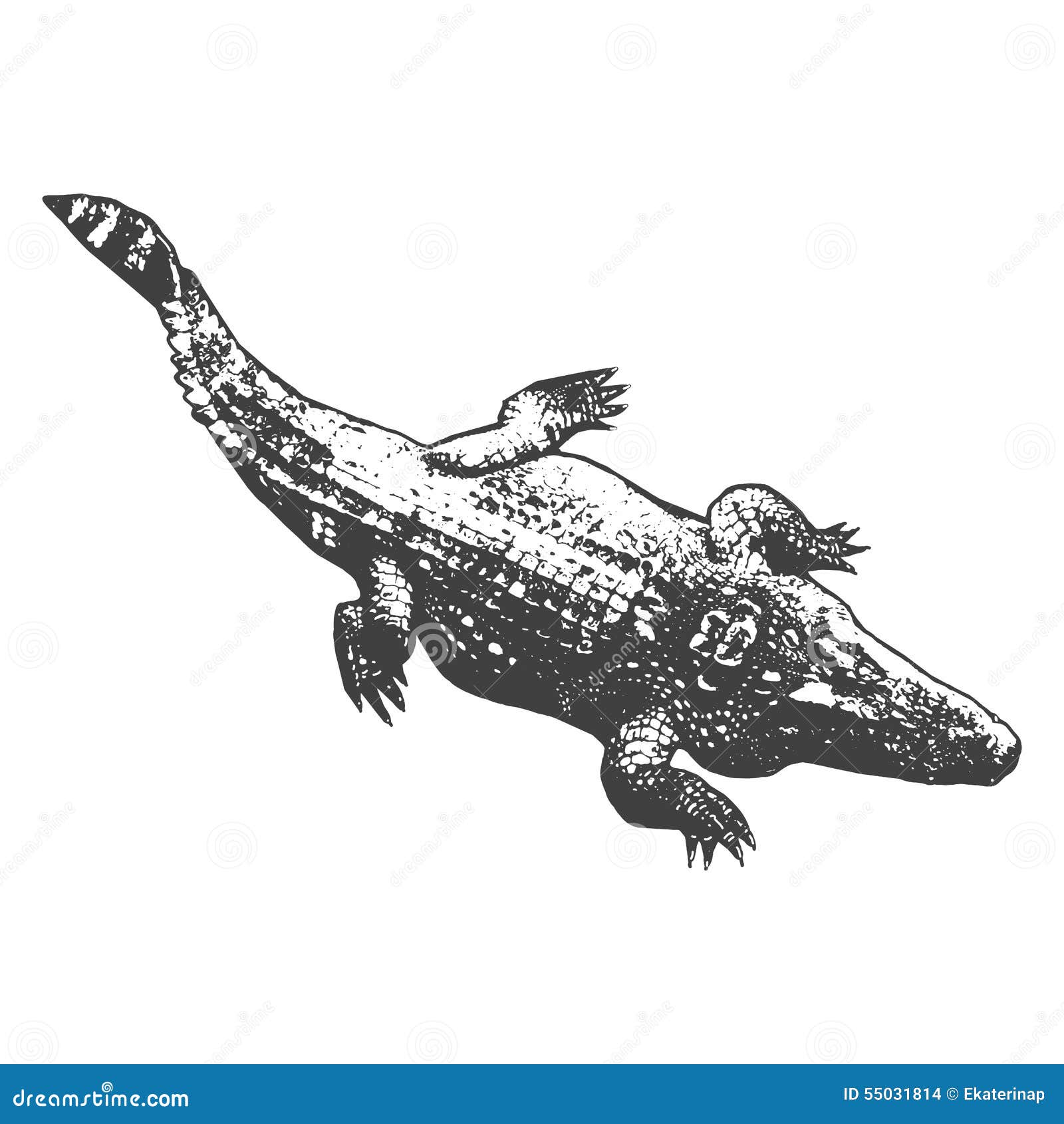 Alligator Outline Top