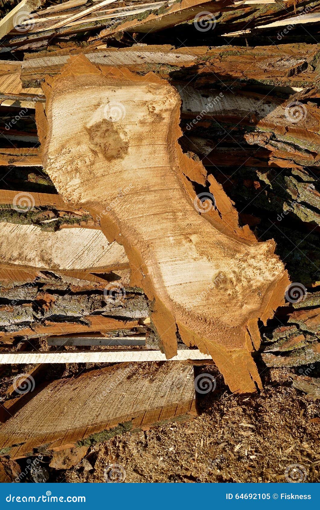 Huge Cross Cut Section of Tree Trunk Stock Image - Image of mill ...