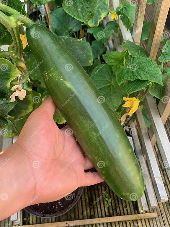 Huge cucumber stock image. Image of pick, garden, vegetable - 253274137