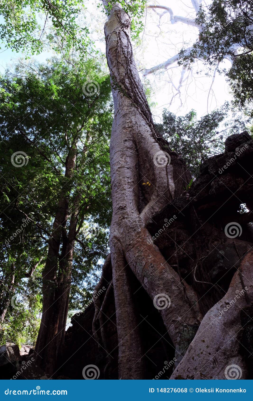 The Huge Curved Aerial Root of Ficus. Ancient Stonework in the Forest ...