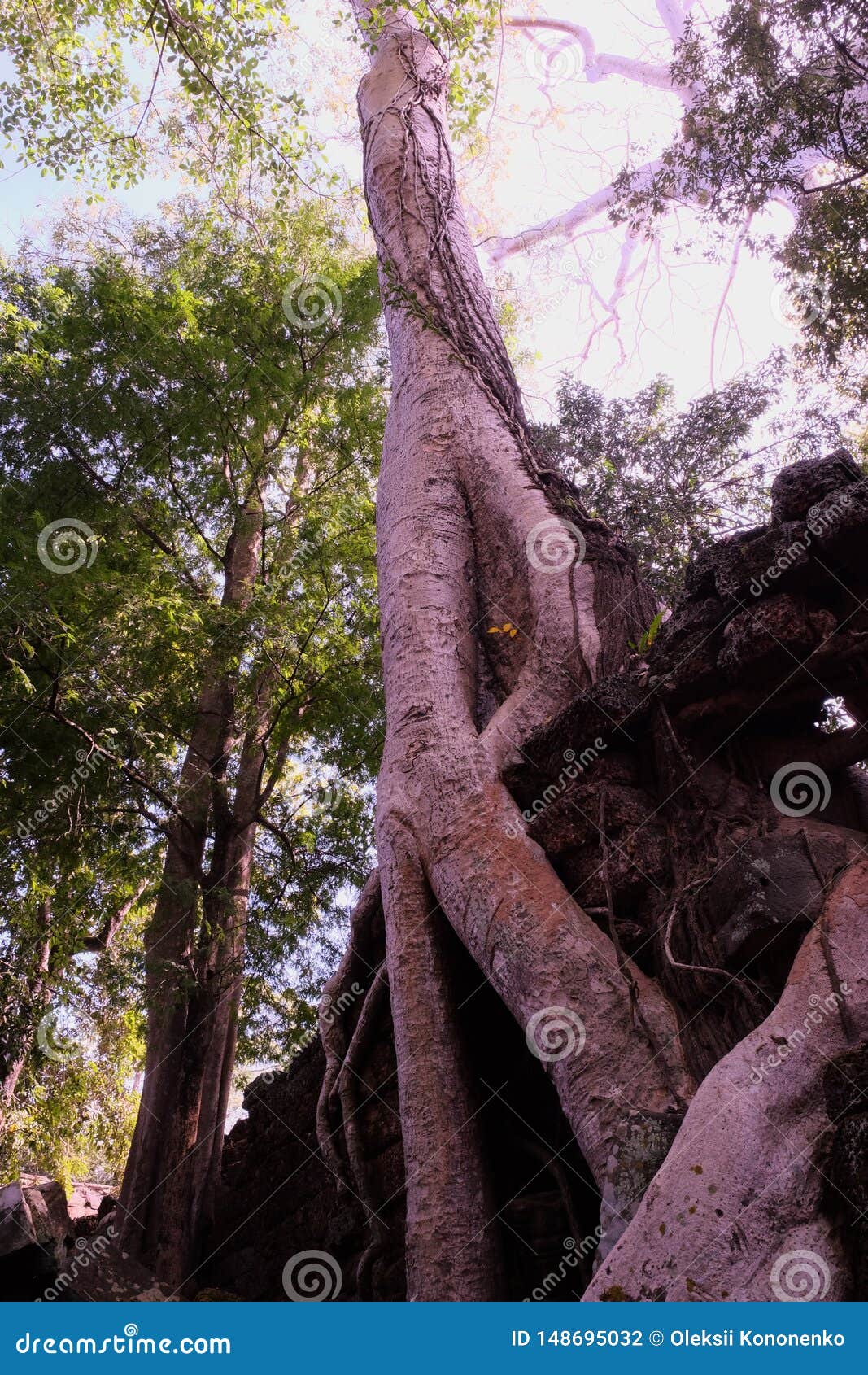 The Huge Curved Aerial Root of Ficus. Ancient Stonework in the Forest ...