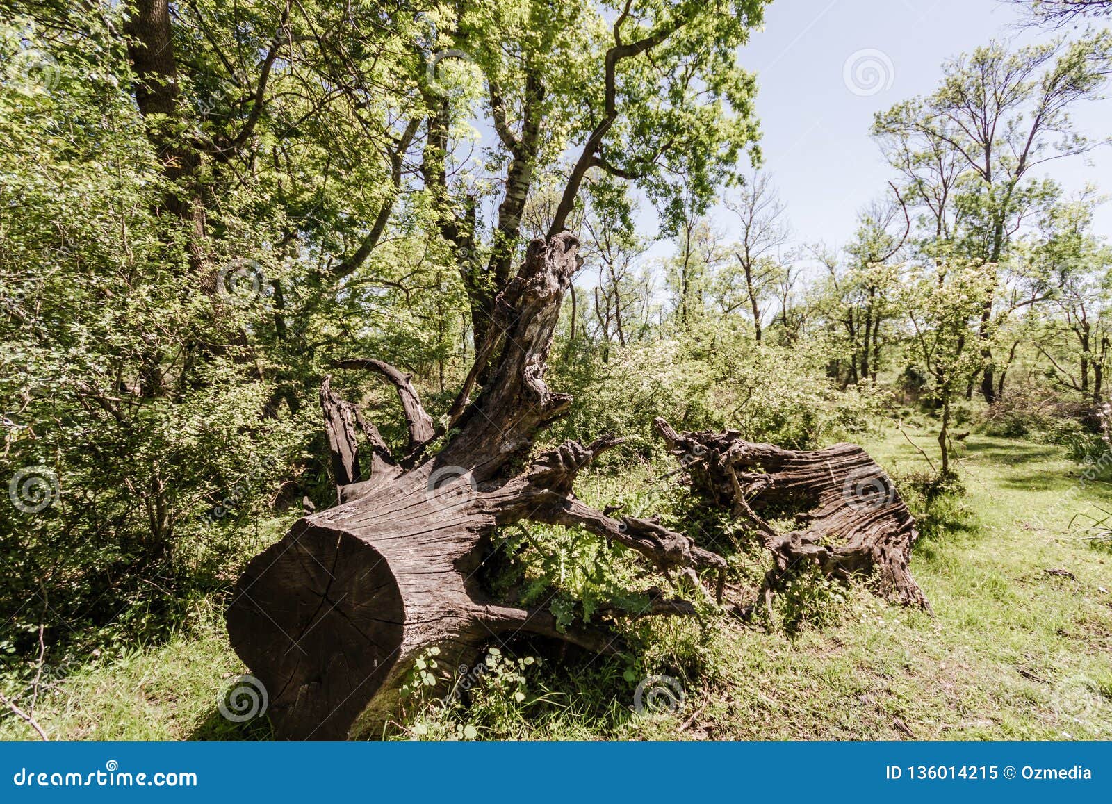 Huge Cut Tree Trunks Abondoned in a Forest Stock Image - Image of dump ...