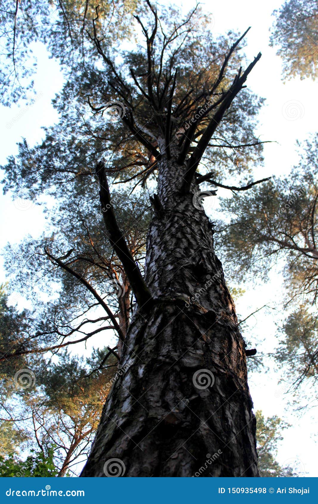Huge Dark Branches of an Old and High Tree Stock Photo - Image of ...