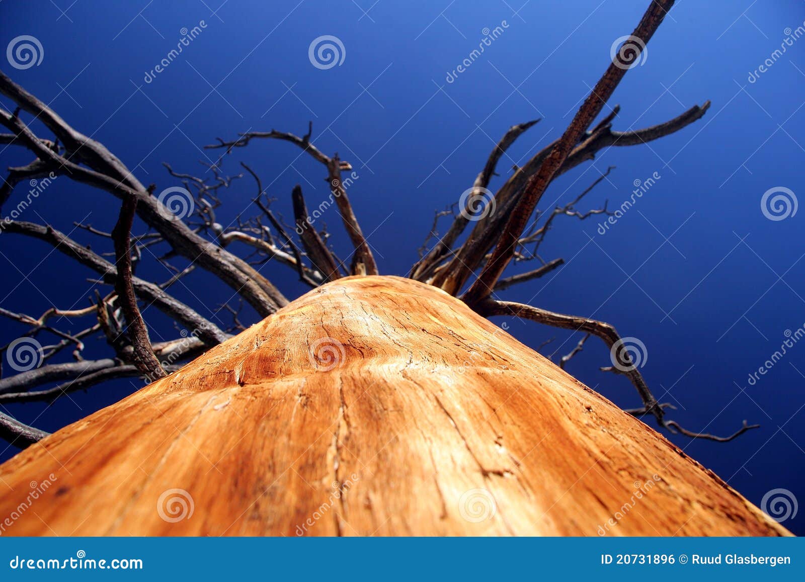 Huge Dead Giant Tree in the Forest Stock Photo - Image of branches ...