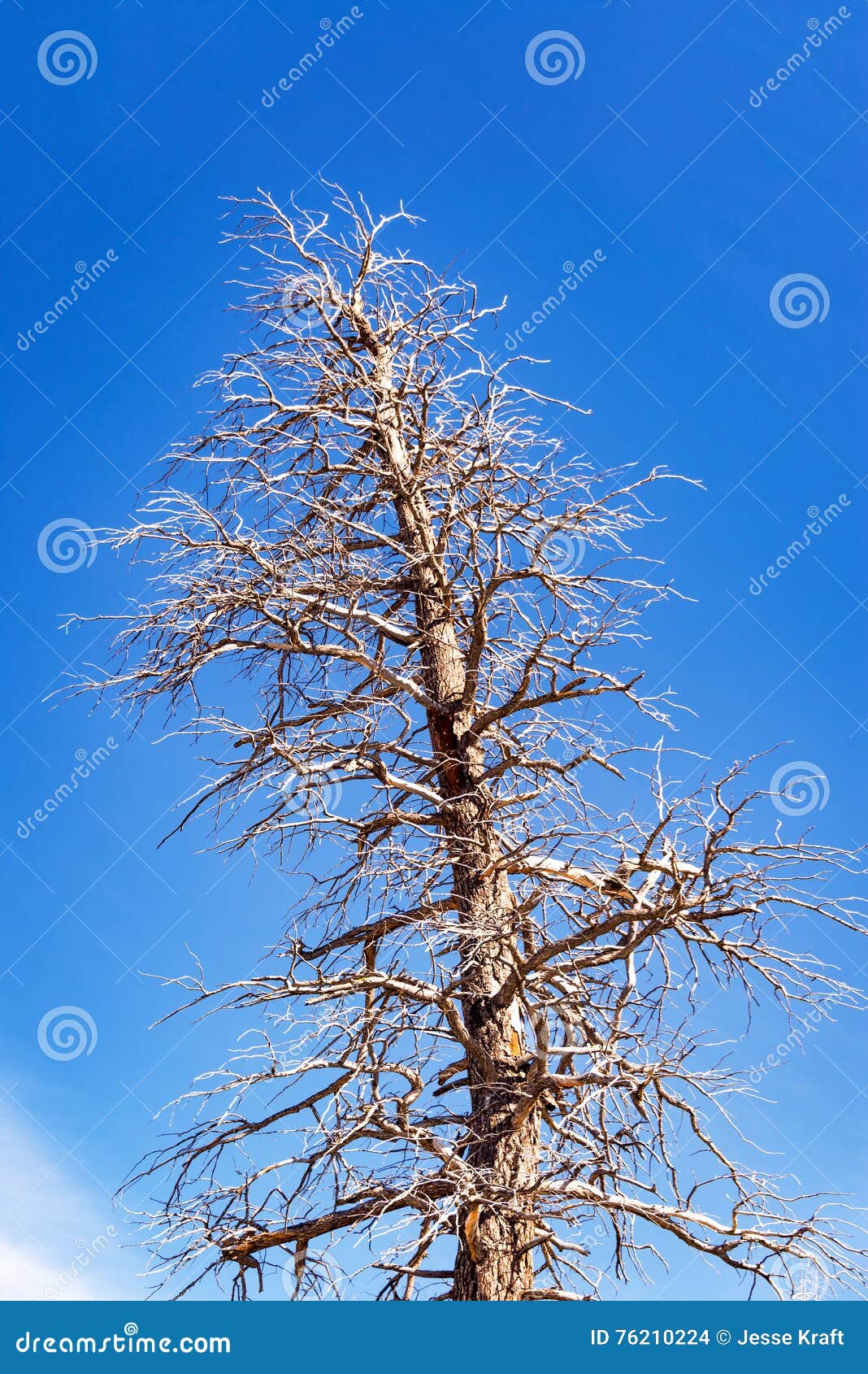 Huge Dead Tree and Sky stock photo. Image of contorta - 76210224