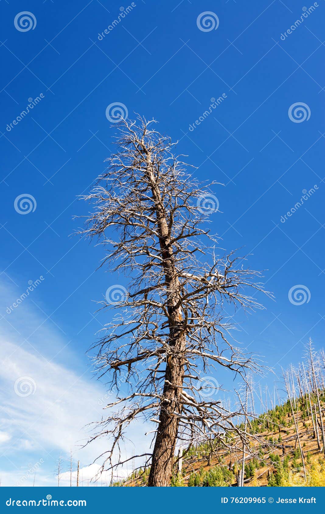 A Huge Old Dead Eucalyptus Tree Stump Stock Image | CartoonDealer.com ...
