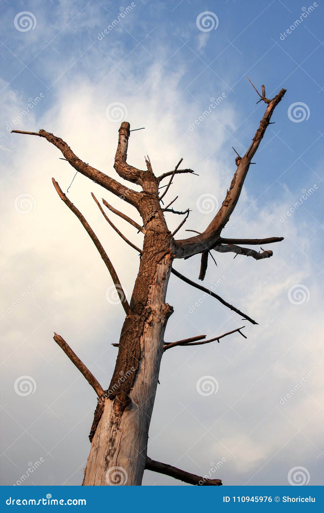 Dead Tree Trunk with Broken Branches Stock Photo - Image of single ...