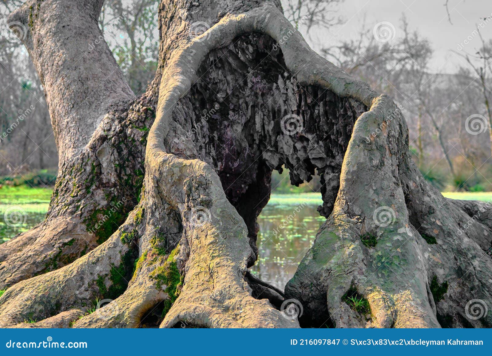 Huge, Dried and Withered Tree in Floodplain Forest Stock Image - Image ...