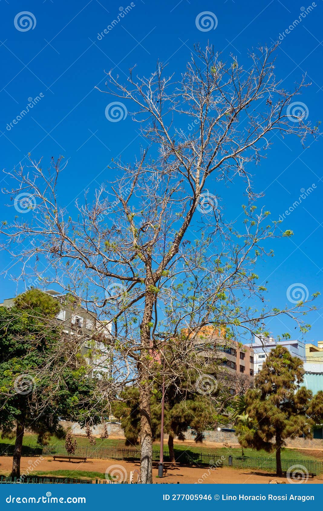 Huge Dry Tree in a Park on a Sunny Day Stock Photo - Image of sunny ...