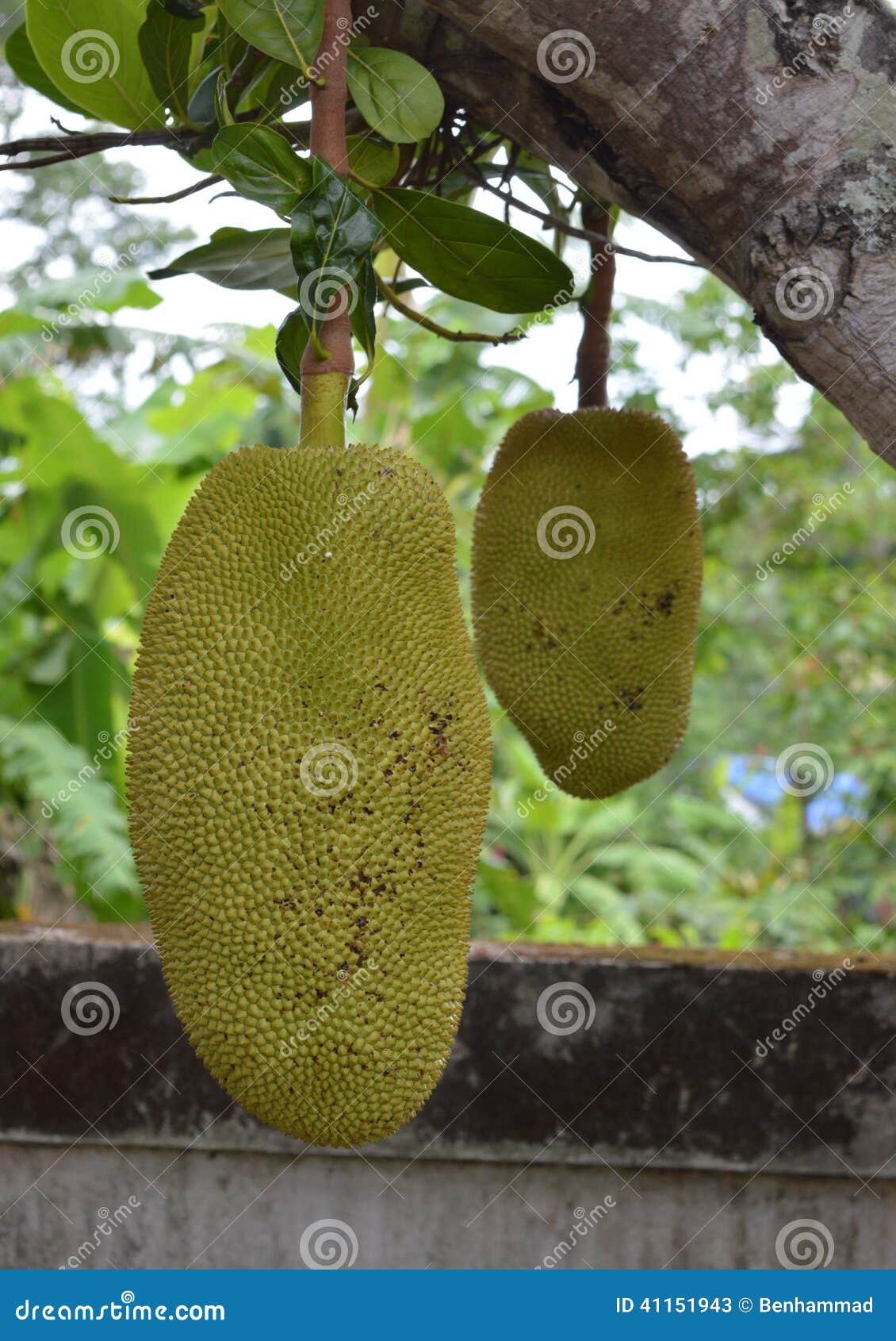 Giant Durian