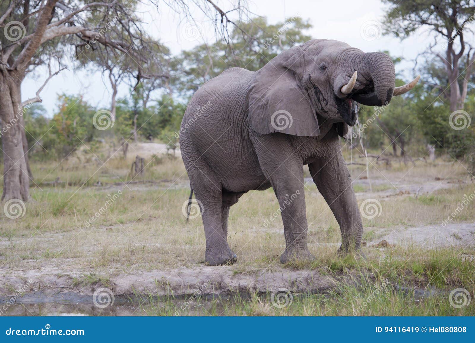 Huge elephant bull stock image. Image of mammal, conservation - 94116419