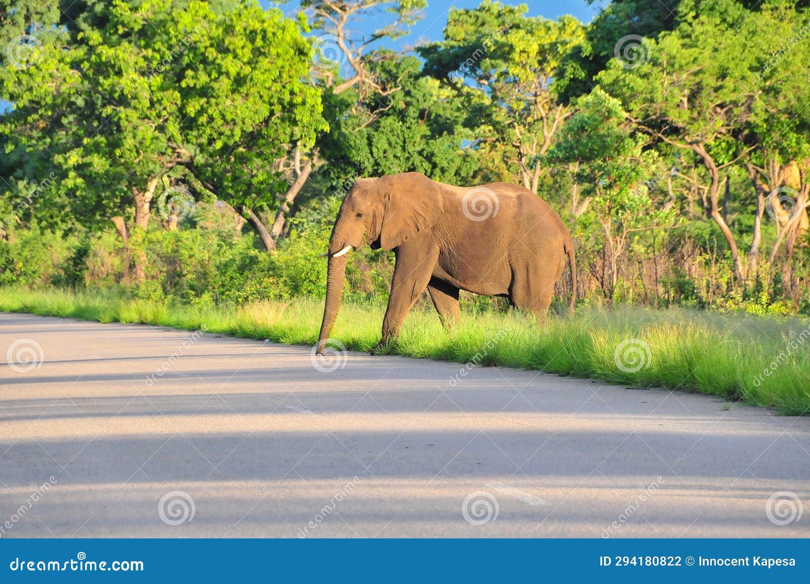 Huge Elephant Crossing a Road Stock Photo - Image of herd, grazing ...