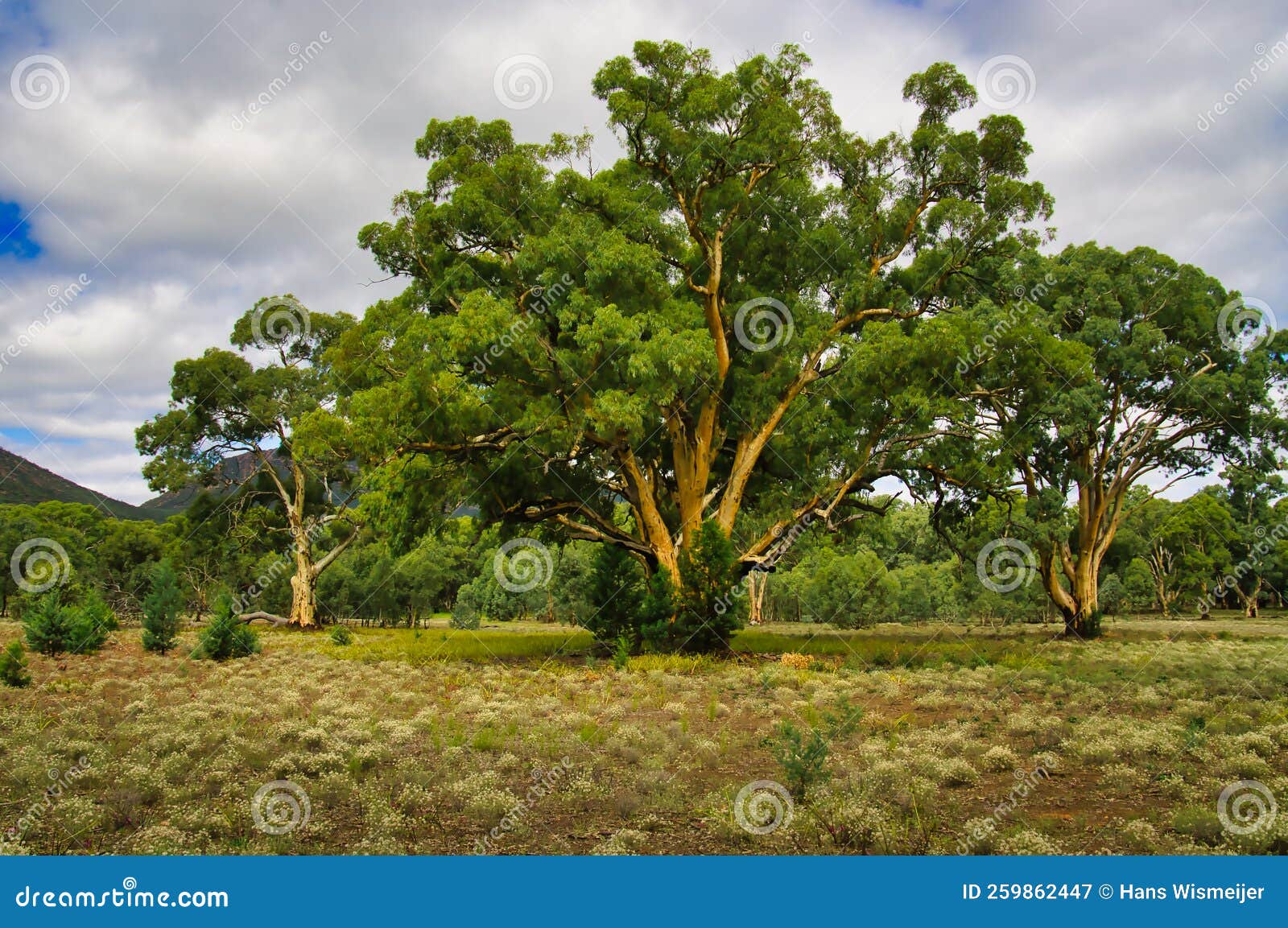 Huge Eucalyptus Trees in the Flinders Ranges, South Australia Stock ...