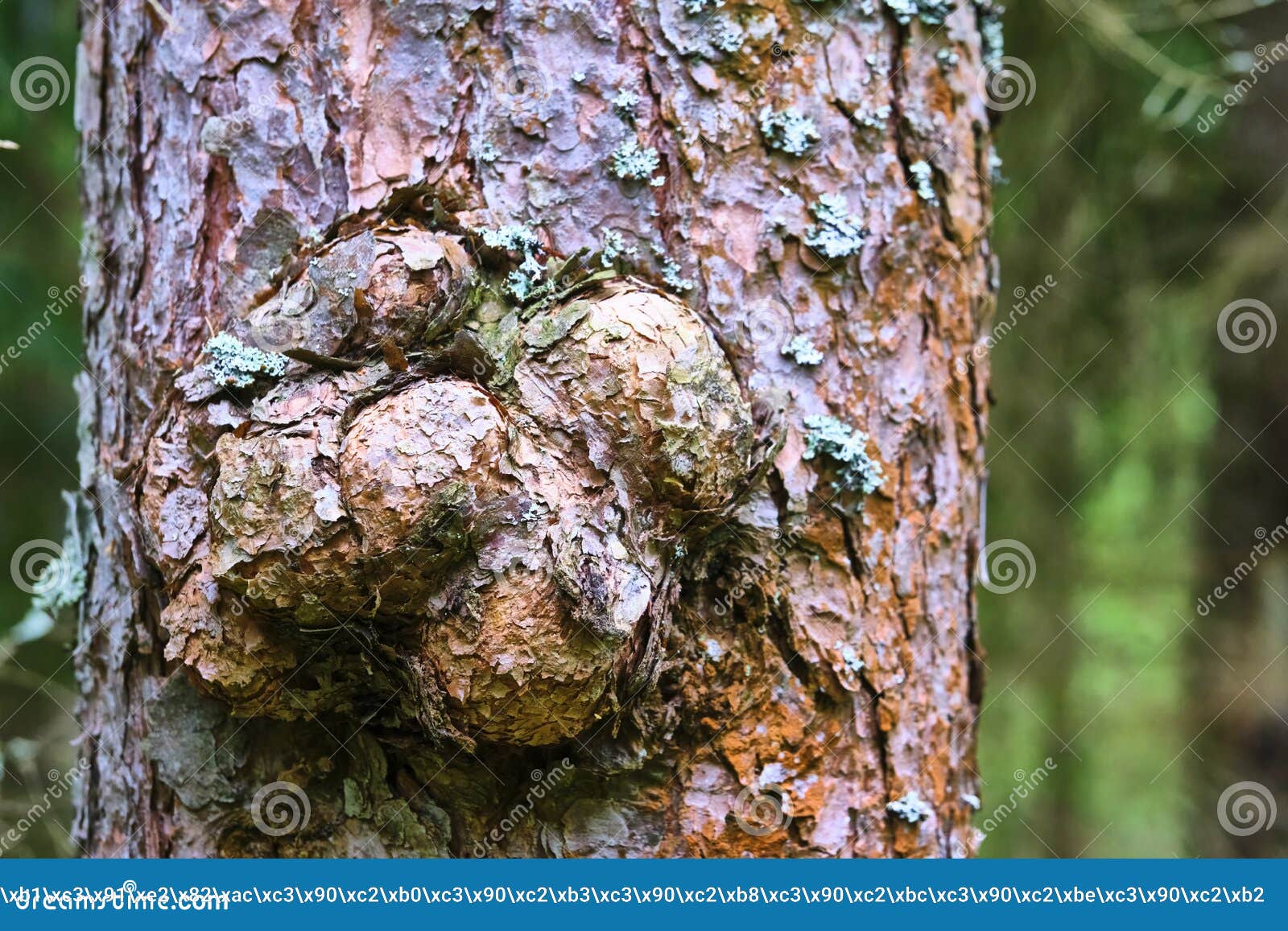 Huge Excrescence on Pine Tree Trunk. Sick Diseased Forest Tree. Color ...