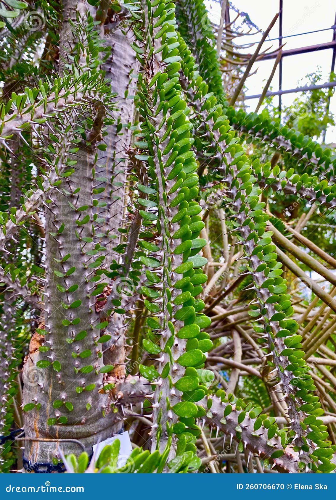 Huge Octopus Tree in One of the Oldest Botanical Gardens in the World ...