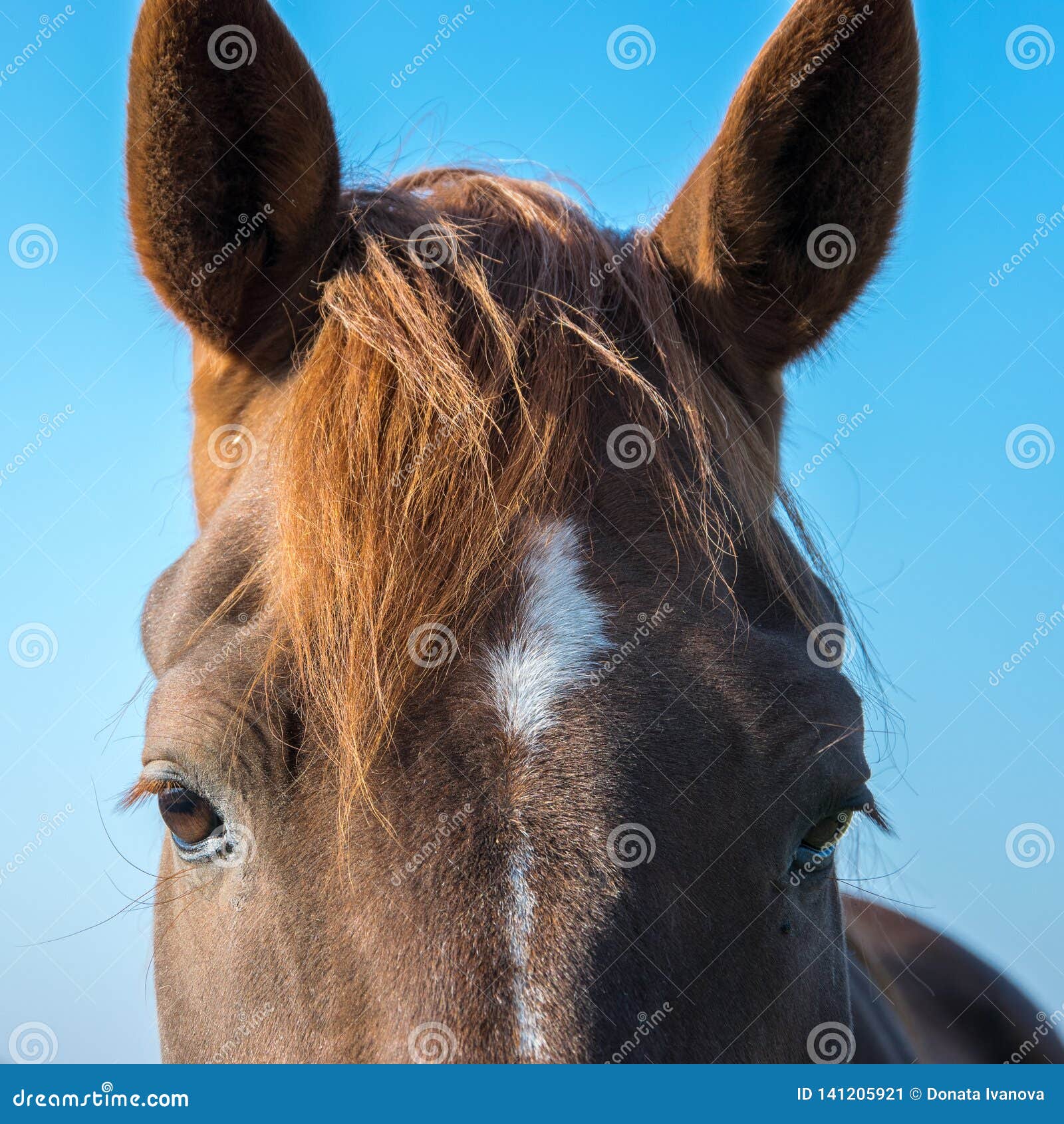 Huge Eyes of a Beautiful Bay Horse Stock Image - Image of horses ...