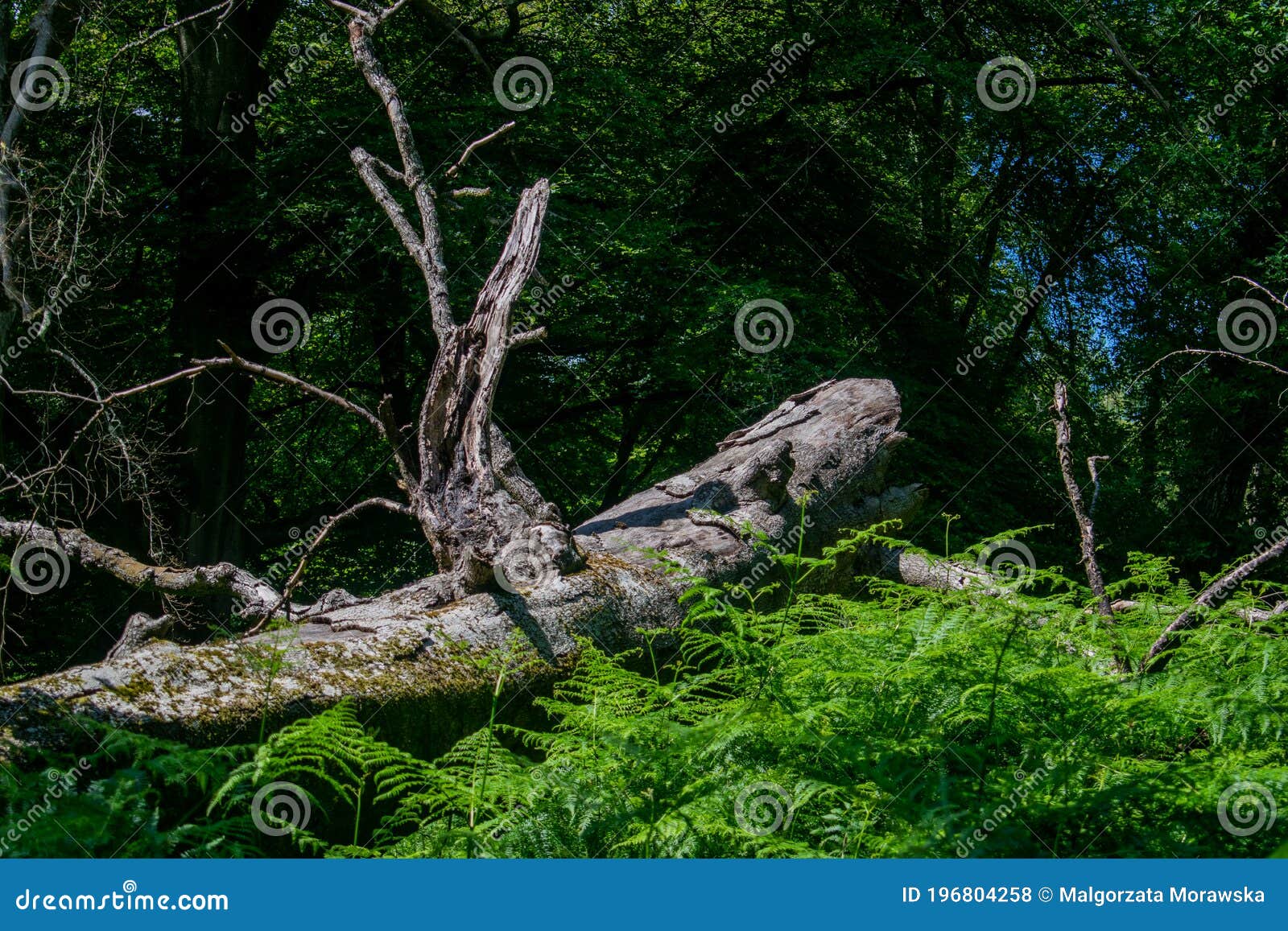 Huge Fallen Tree in the Forest, Dead Laying Beech Decaying Surrounded ...