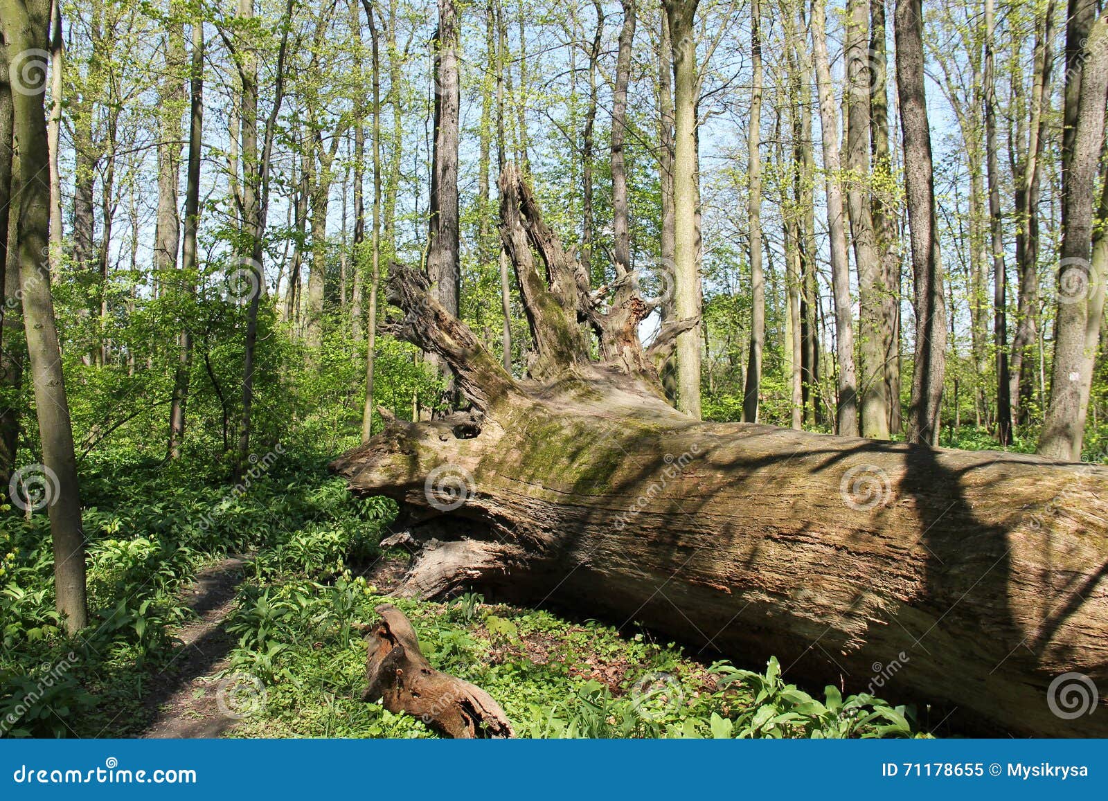 Huge fallen tree stock image. Image of spring, environment - 71178655