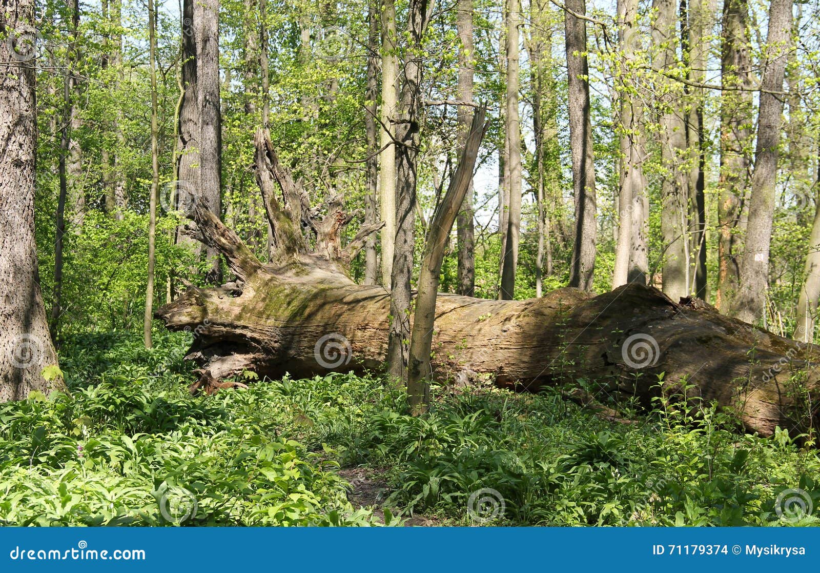 Huge fallen tree stock photo. Image of wood, ecosystem - 71179374