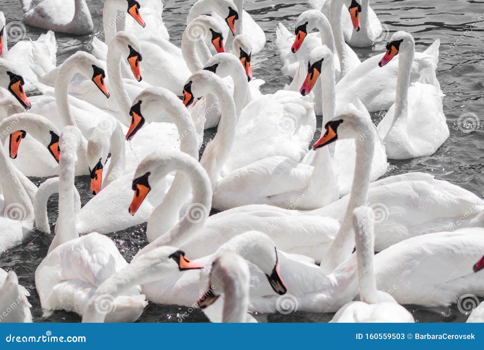 Huge Family of Swans Gathering on Lake, Pattern Stock Image - Image of ...