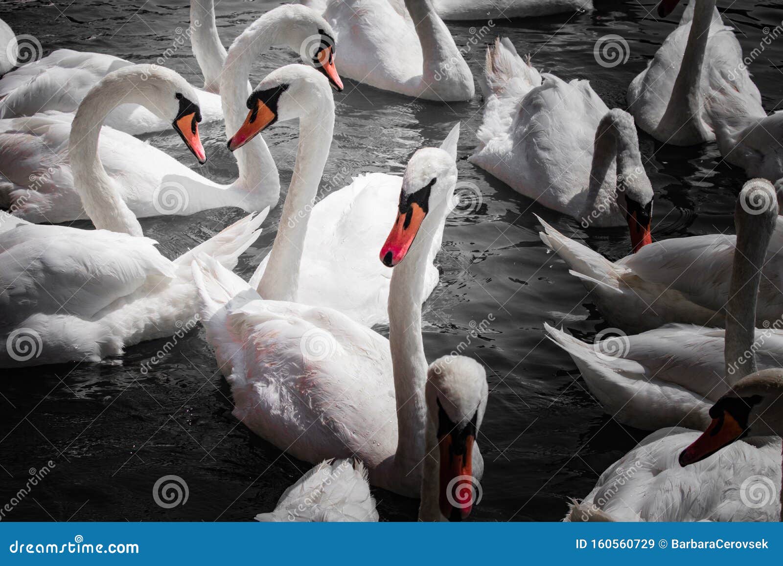 Huge Family of Swans Gathering on Lake, Pattern Stock Image - Image of ...