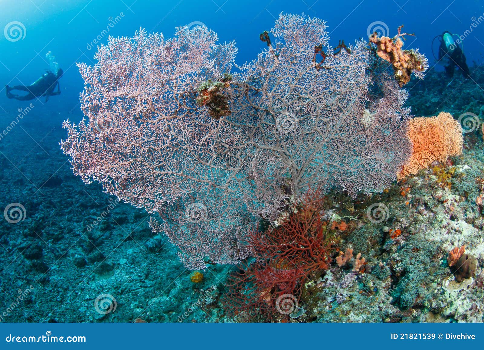 Huge Fan Coral an Divers in Background Stock Image - Image of diver ...