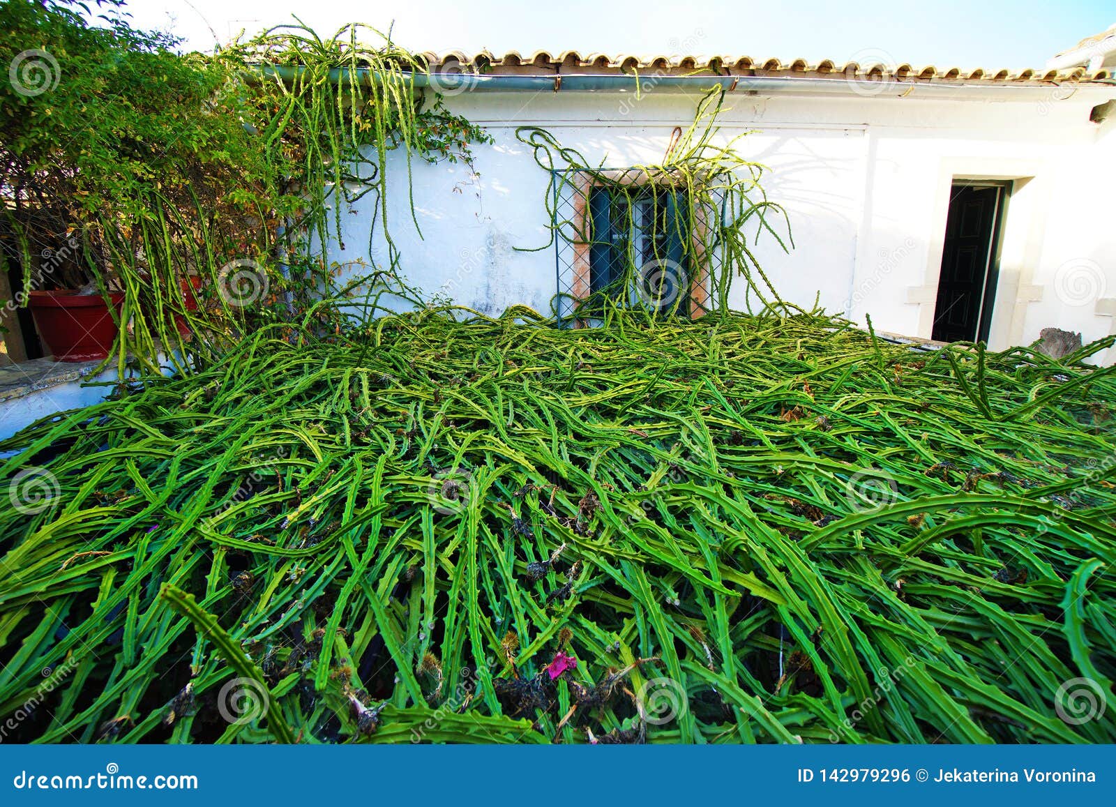 Huge Fat Plant that Has a Tangle of Branches Stock Photo - Image of ...
