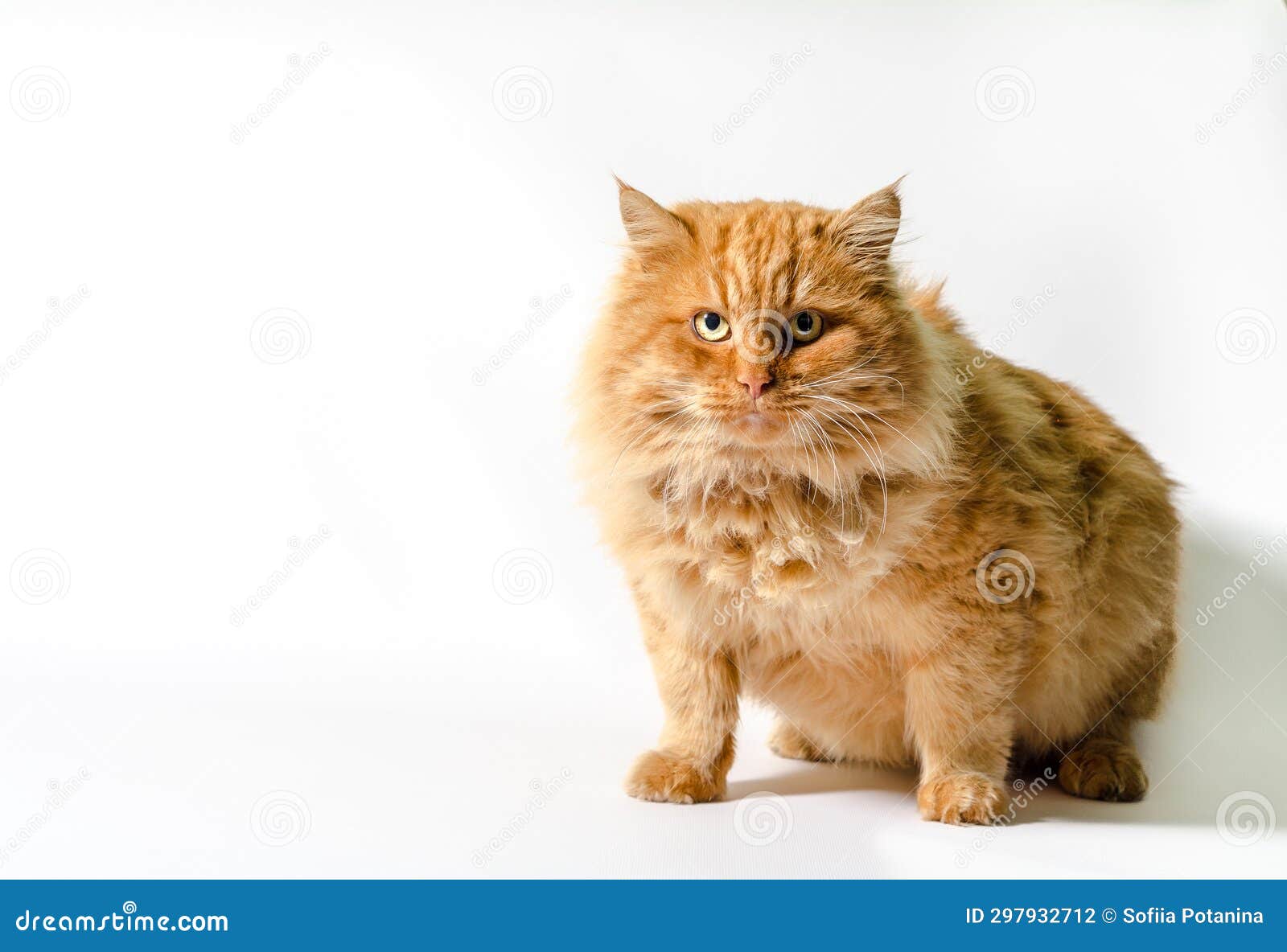 Huge Fat Red Shaggy Cat on a White Background Stock Photo - Image of ...