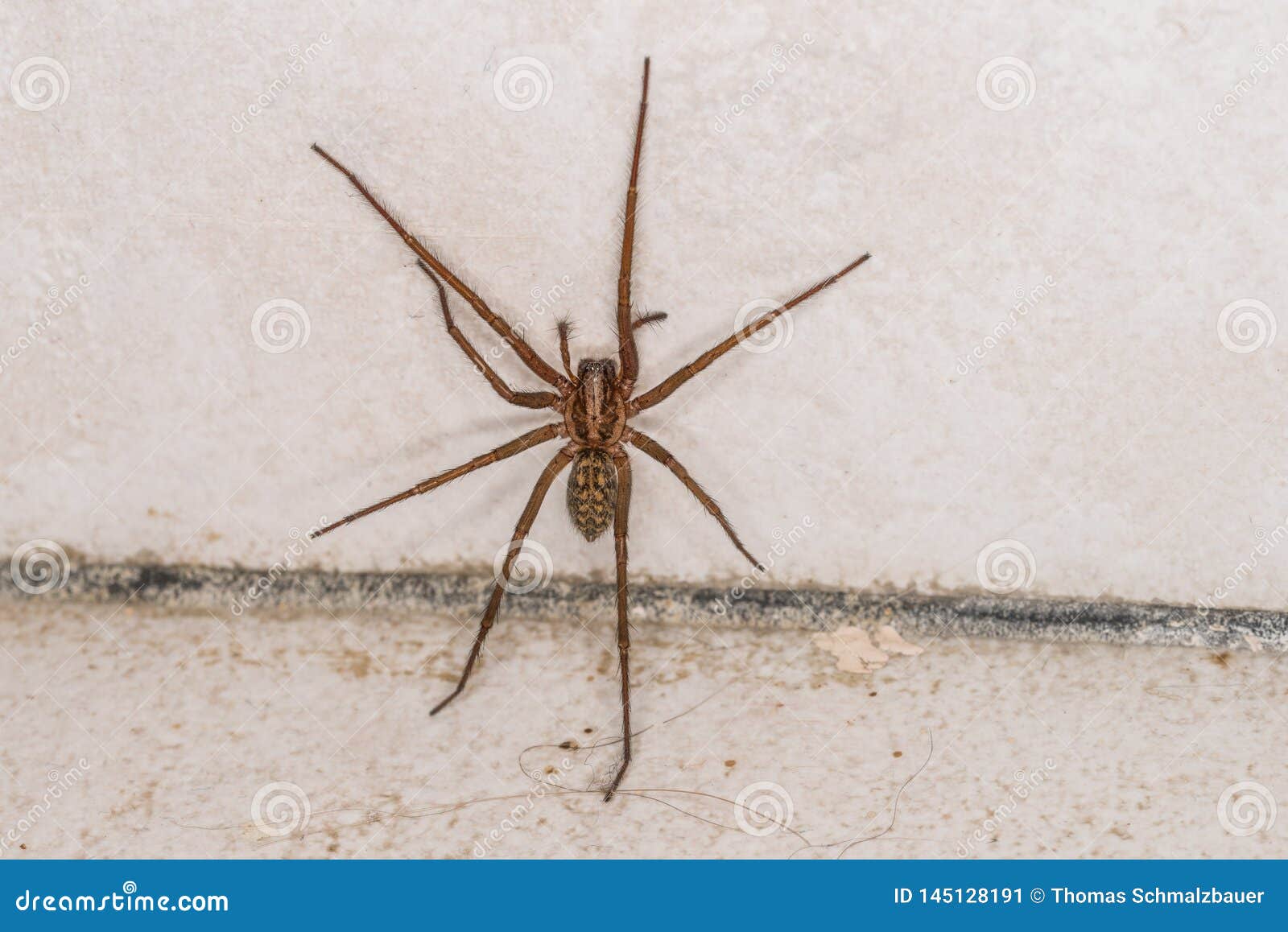 Huge Fat Spider in a Cellar, Germany Stock Image - Image of eyes ...