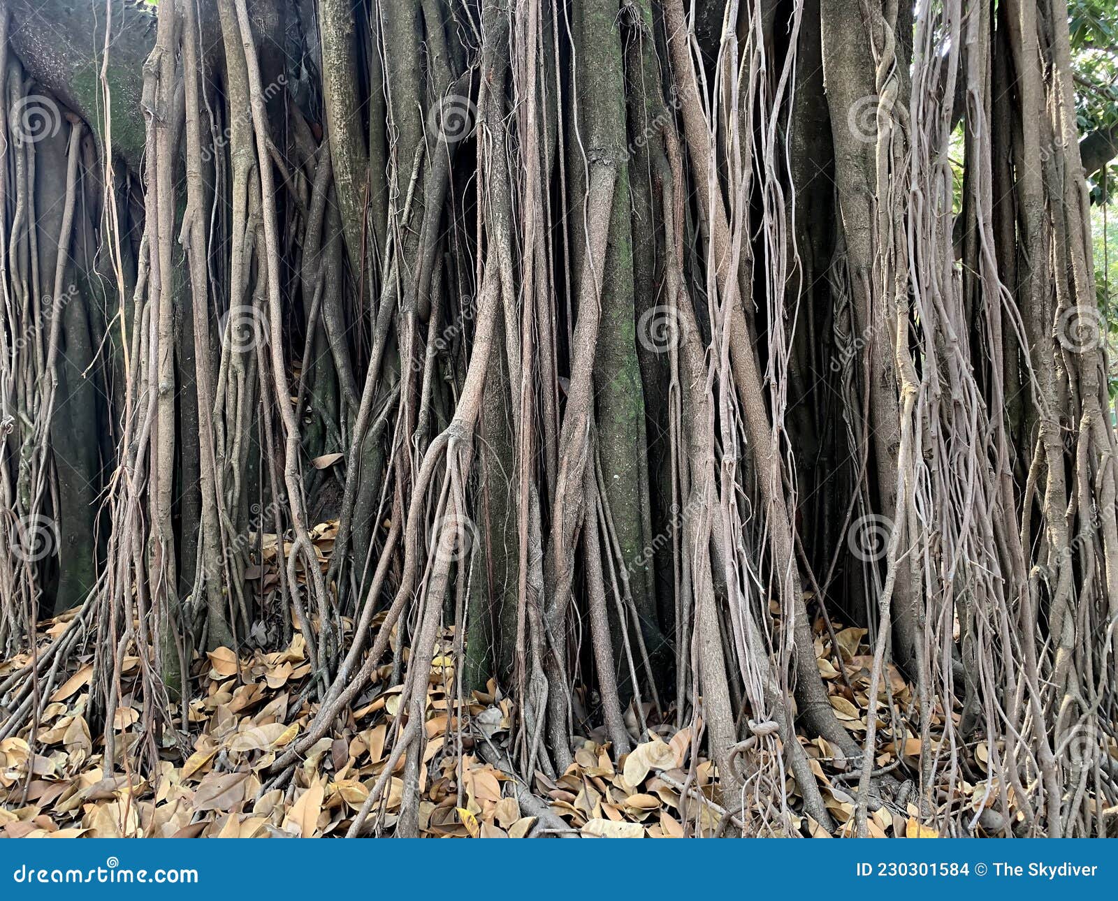 A Huge Ficus Grows On The Old Stone Wall. The Tree Destroys The Ancient ...