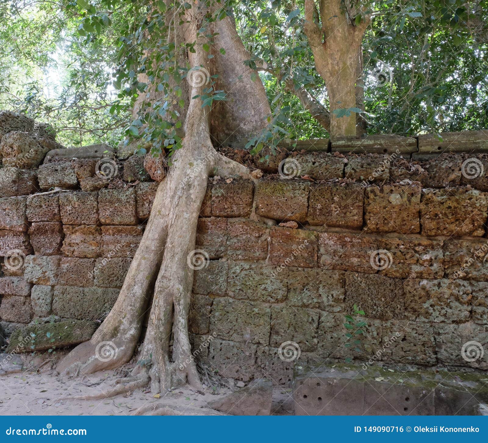 Ficus Grows On The Stairs Of An Ancient Dilapidated Temple. Ancient ...