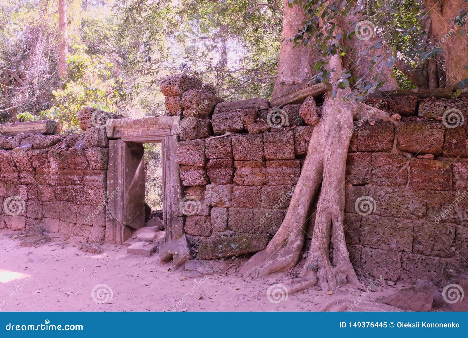 Ficus Grows On The Stairs Of An Ancient Dilapidated Temple. Ancient ...